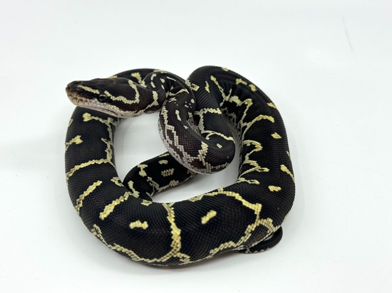 Angolan Python (UNRELATED TO USA STOCK) by WSK Reptiles