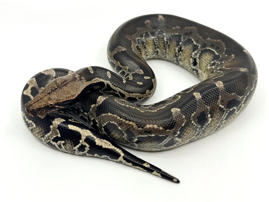 Chrome Head Sumatran Short-Tailed Python by WSK Reptiles