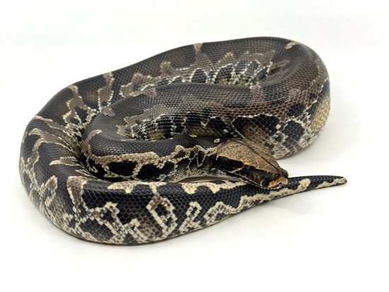 Chrome Head Sumatran Short-Tailed Python by WSK Reptiles