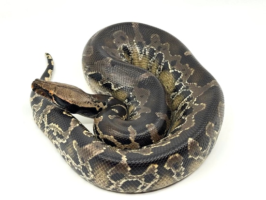 Chrome Head Sumatran Short-Tailed Python by WSK Reptiles