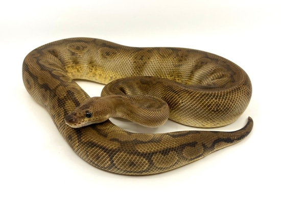 Nyala HGW Yellowbelly Clown Ball Python by WSK Reptiles