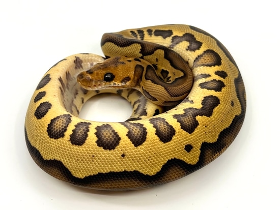 Nyala Leopard Fire/Vanilla Clown Ball Python by WSK Reptiles