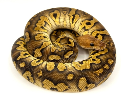 Nyala Yellow Belly Clown Ball Python by WSK Reptiles