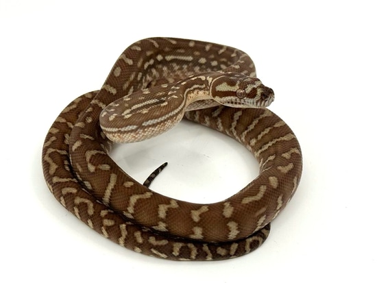 Hypo 50% Het Stonewashed *PAIR* *SEE DESCRIPTION* Centralian Carpet ...