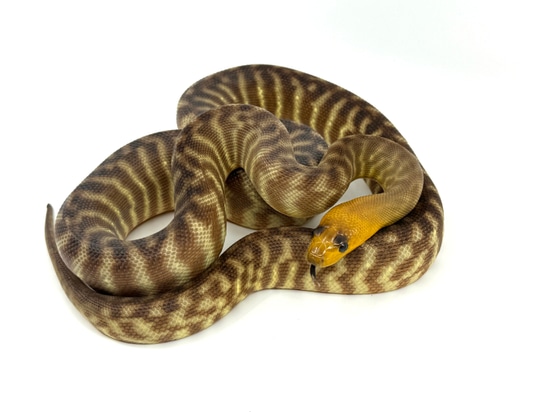 Woma Python (TANAMI LOCALITY, UNRELATED TO US STOCK) by WSK Reptiles