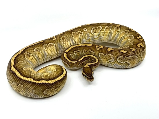 Super Furrow Butter Ball Python by WSK Reptiles