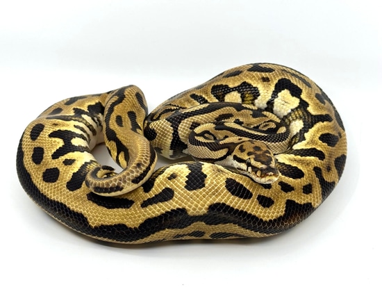 Special Leopard Spotnose Het Clown Ball Python by WSK Reptiles