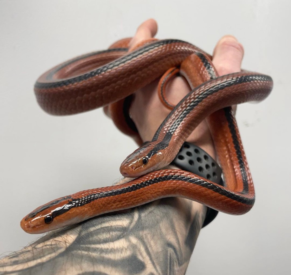 Thai Bamboo Breeding Pair Bamboo Rat Snake by Will Katcher Reptiles ...