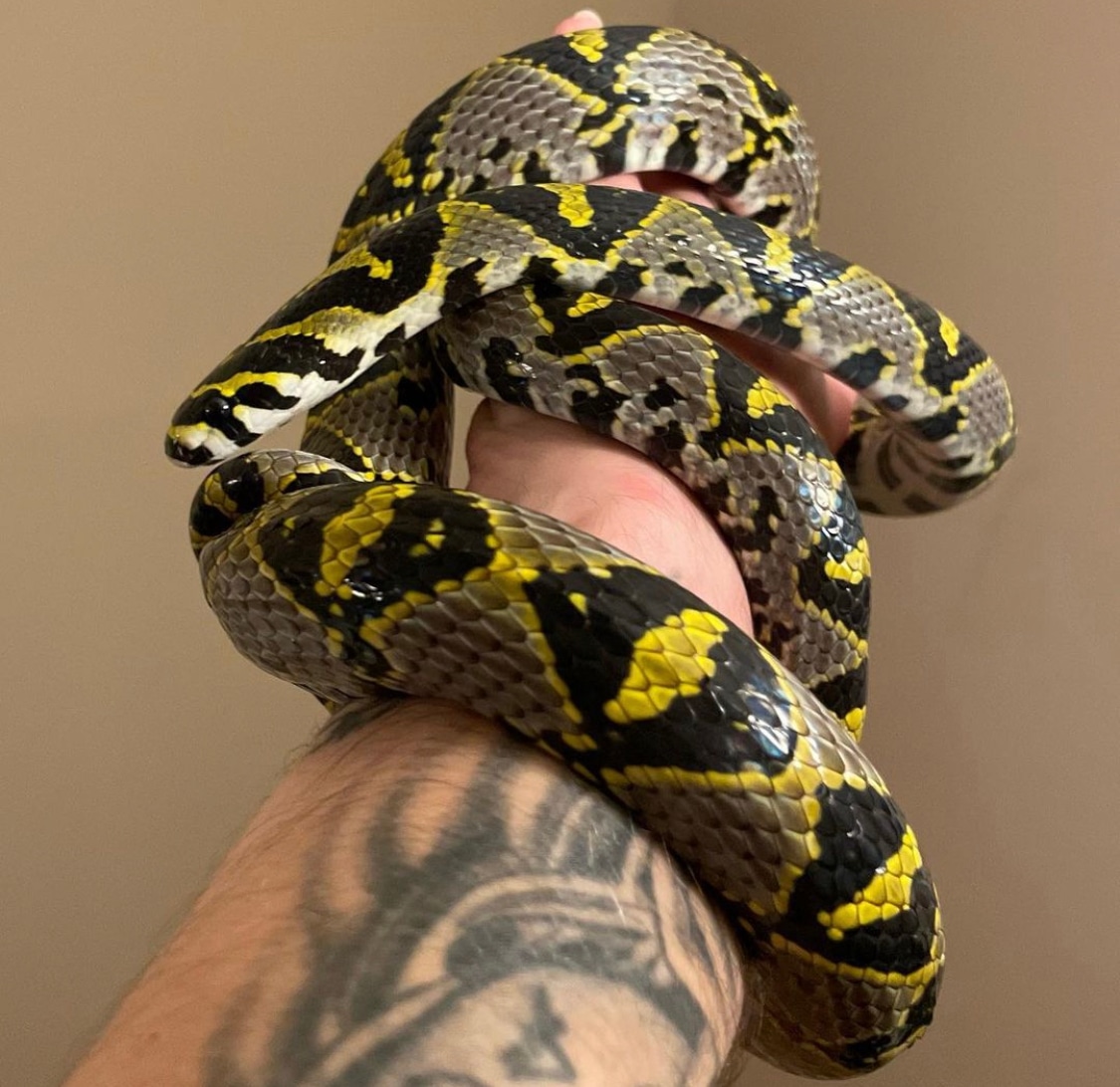 2019 Proven Breeding Pair Mandarin Rat Snake by Will Katcher Reptiles ...