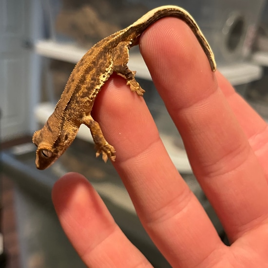Phantom Pinstripe Lilly White Crested Gecko by Will Katcher Reptiles