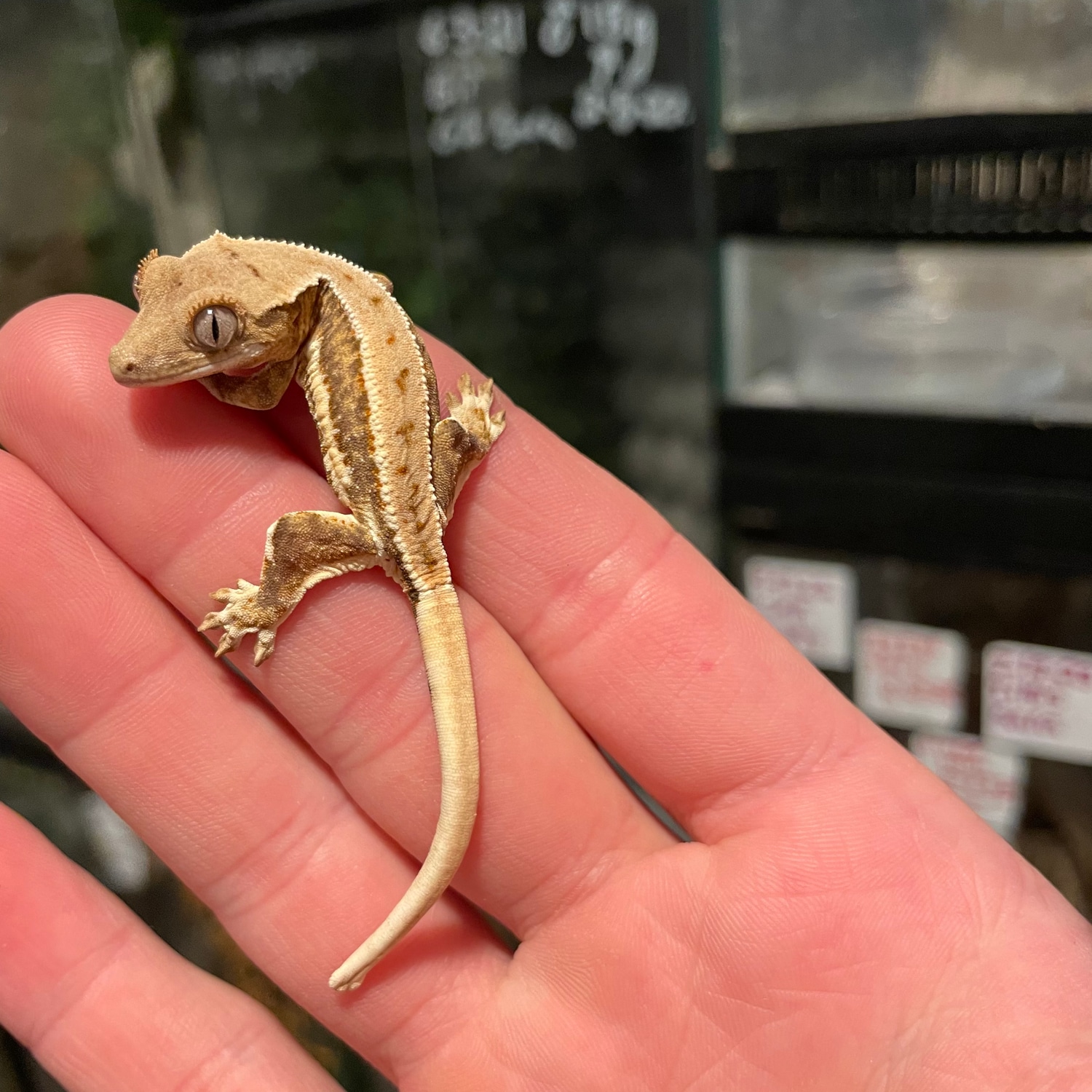 High White Orange Base Lilly White Crested Gecko by Will Katcher ...