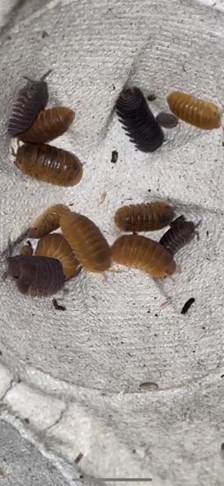 Wholesale (Individual Cups 10-15ct Per Cup, ASST Species) Isopod by ...