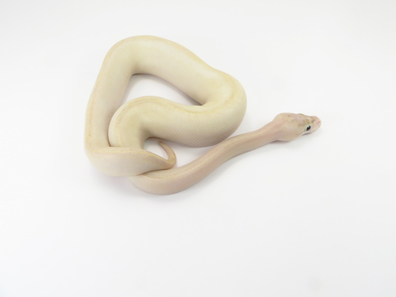Ivory Vanilla/Fire Ball Python by WTG - MorphMarket