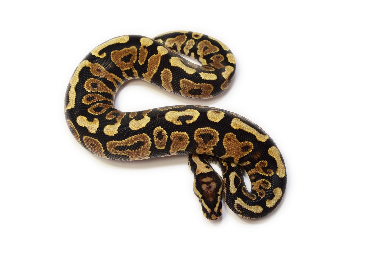 Spotnose Het Piebald Ball Python by WTG - MorphMarket