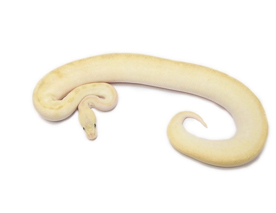 2021 Champagne Lesser Pastel Ball Python by WTG