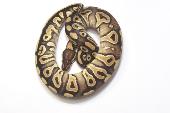Mystic/Mojave Poss Het Clown Ball Python by WTG