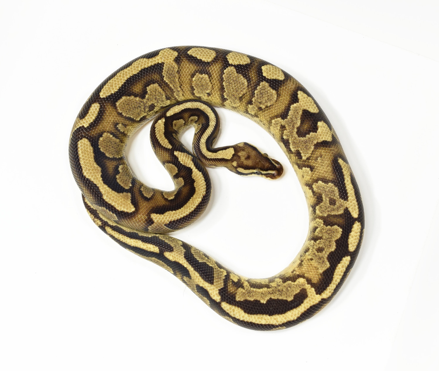 Yellowbelly Vanilla-or-Fire Poss Het Clown Ball Python by WTG - MorphMarket