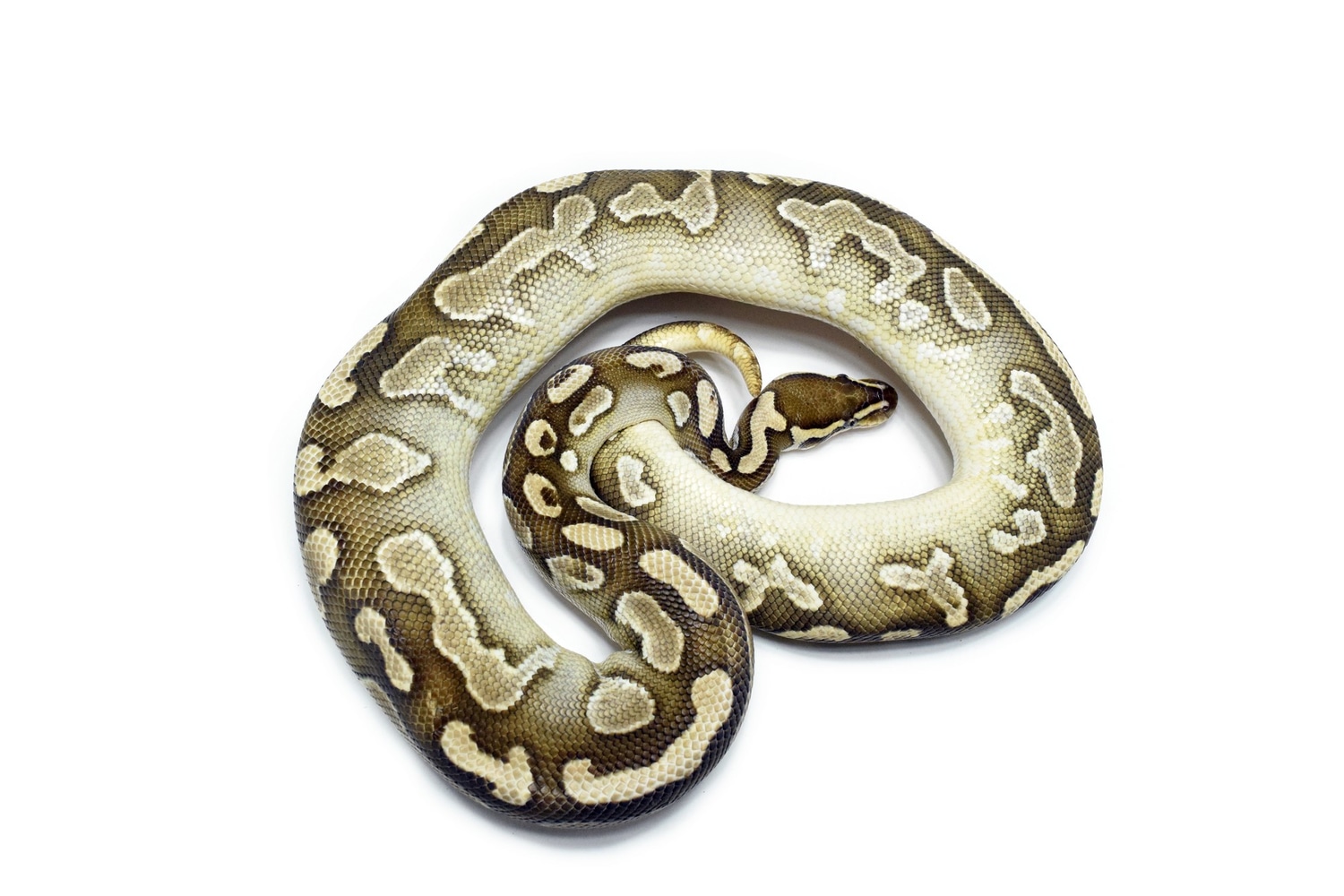Blackhead Lesser Yellowbelly Poss Het Pied Ball Python by WTG - MorphMarket