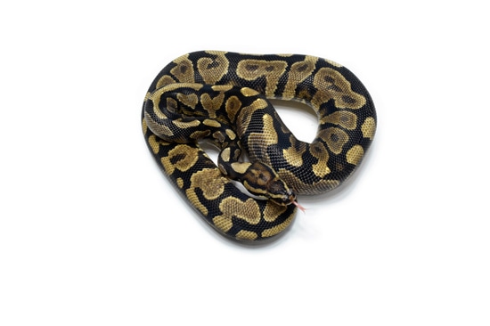 Spotnose Yellowbelly Poss Het Pied Ball Python by WTG