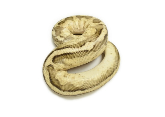 Lesser Leopard Pastel Vanilla-or-Fire Specter-or-Yellowbelly Ball ...