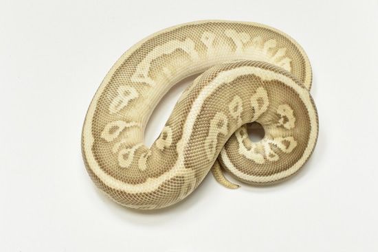 Pastel Lesser Specter-or-yellowbelly Vanilla-or-fire Ball Python by WTG