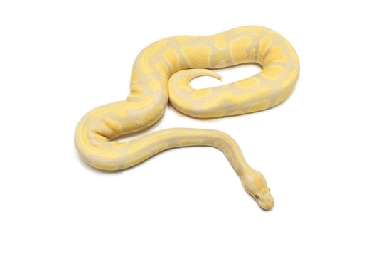 Albino Candy Het Pied Ball Python by WTG