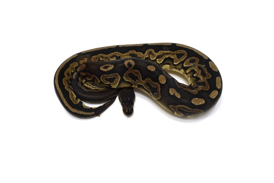 Blackhead Cinnamon 50% Het Pied Ball Python by WTG