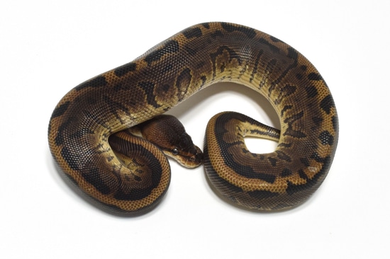 Leopard Pinstripe Wookie Ball Python by WTG