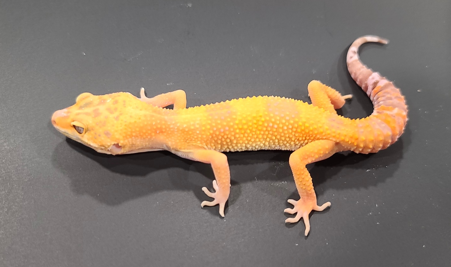 TSF - Sunglow Leopard Gecko by West Texas Reptile Farm - MorphMarket