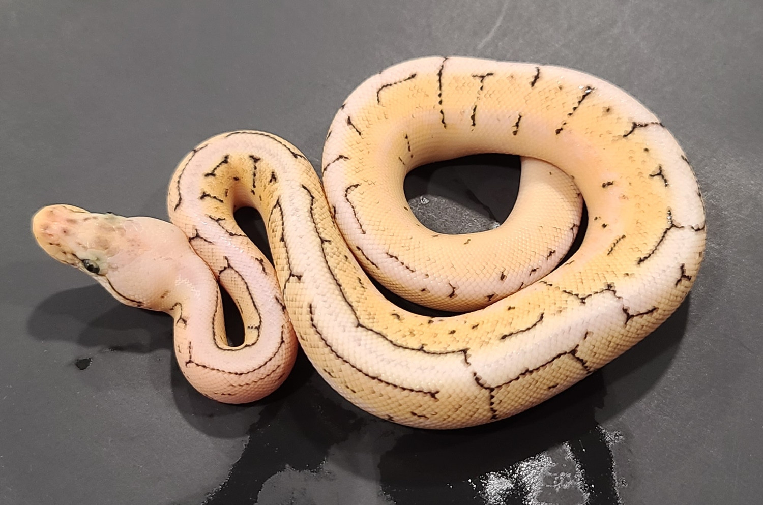 Spinnerblast Ball Python by West Texas Reptile Farm - MorphMarket
