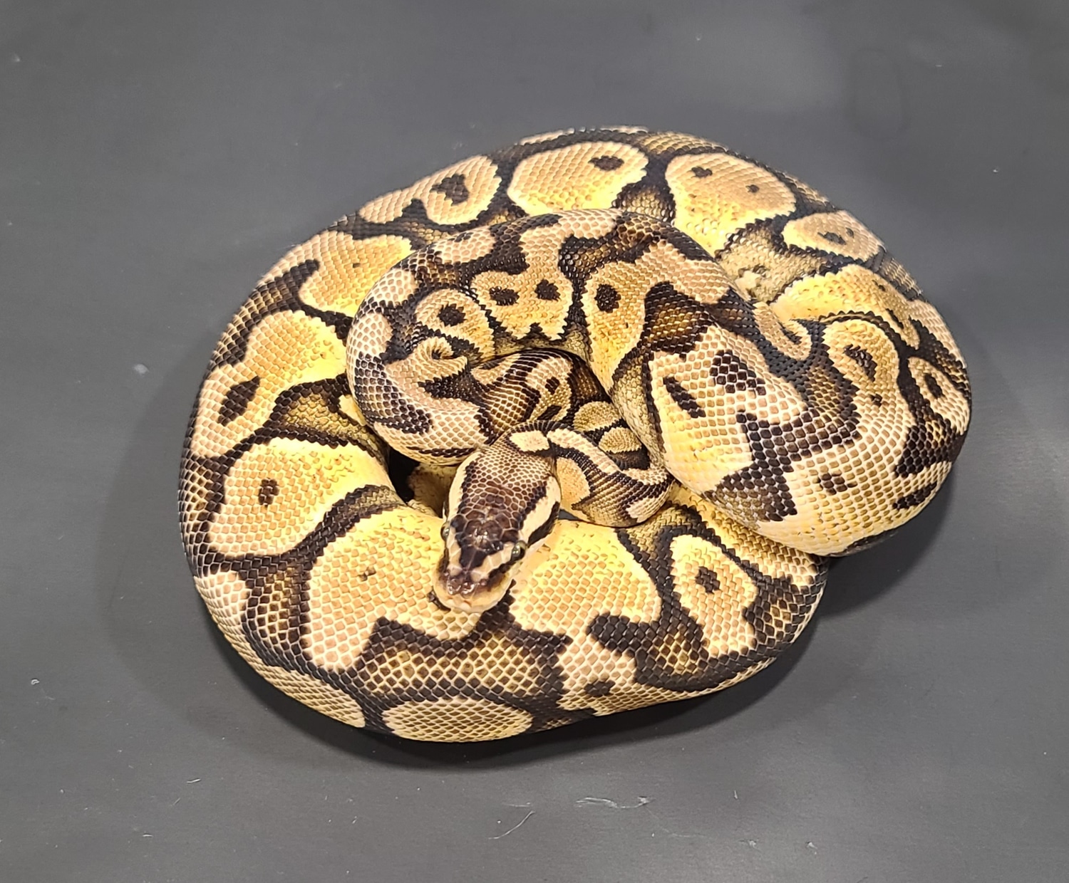 Pastel Yellowbelly Ball Python by West Texas Reptile Farm - MorphMarket