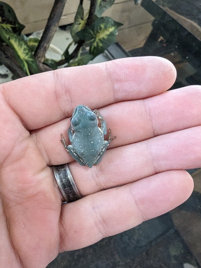 Blue Phase Snowflake Whites Tree Frogs White's Tree Frog by ArrowShield ...