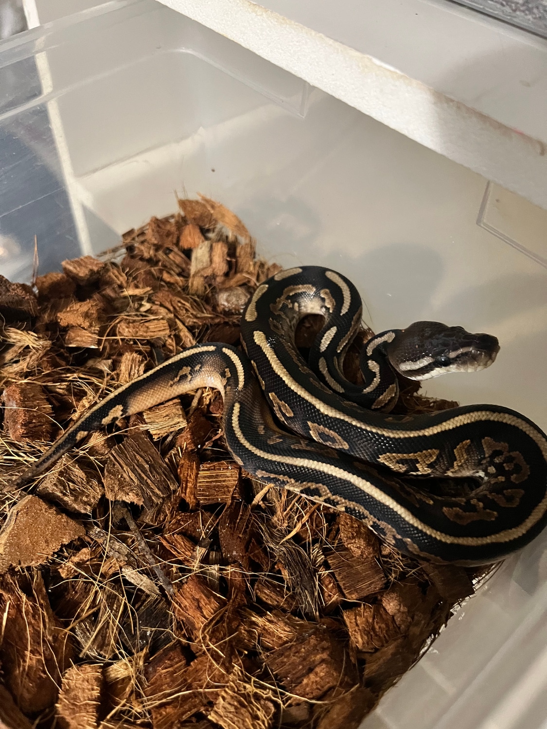 Black Pastel Yb/Gravel 50% Het Pied Ball Python by Ballin’ on a Budget Pythons - MorphMarket