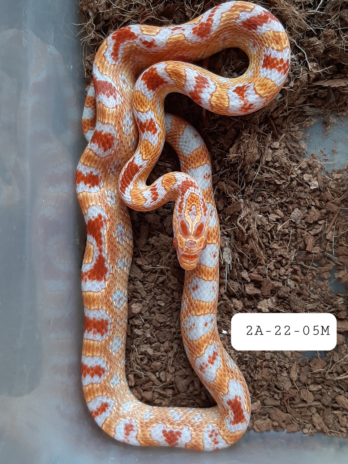 Reverse Okeetee Corn Snake by WTWreptiles - MorphMarket