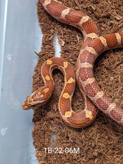 Normal Corn Snake by WTWreptiles