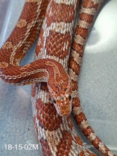 Normal Corn Snake by WTWreptiles