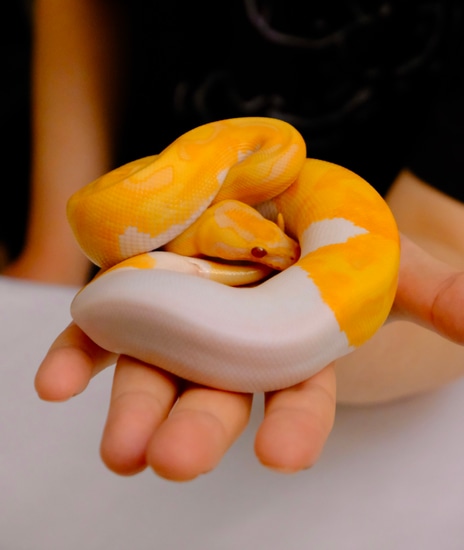 Enchi Dreamsicle Ball Python by Snake_Is_Life