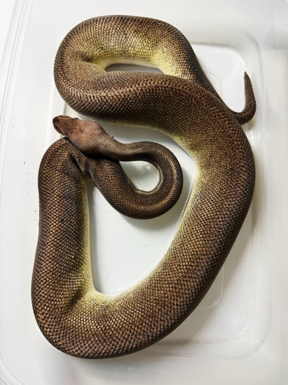 READY To BREED) Black Head Pewter Phantom Leopard 100% Het Clown Pos ...