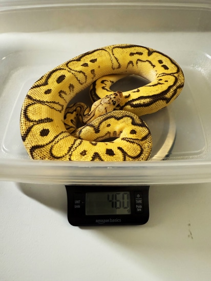 (0.2 Pair) Super Od Clown Combo No Reserve Ball Python by Snake_Is_Life