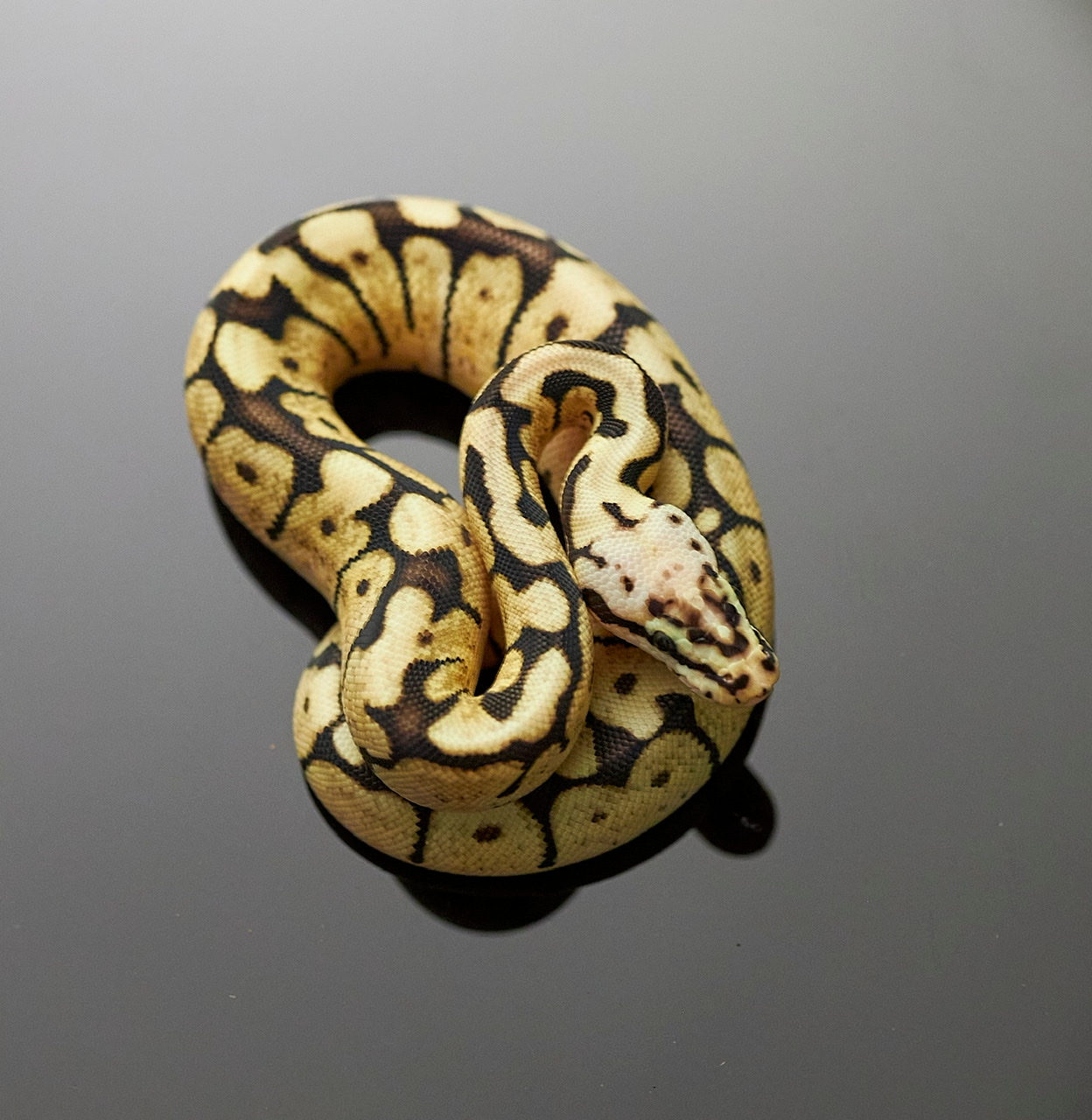 Pastel Spider Dhet Clown VPI Axanthic Ball Python by JDW Morphs ...