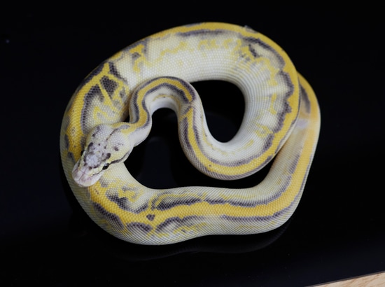Pastel Leopard Highway Het Clown Ball Python by JDW Morphs
