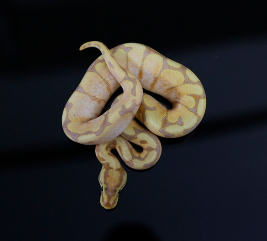Banana Spider YB Or Asphalt Ball Python by JDW Morphs