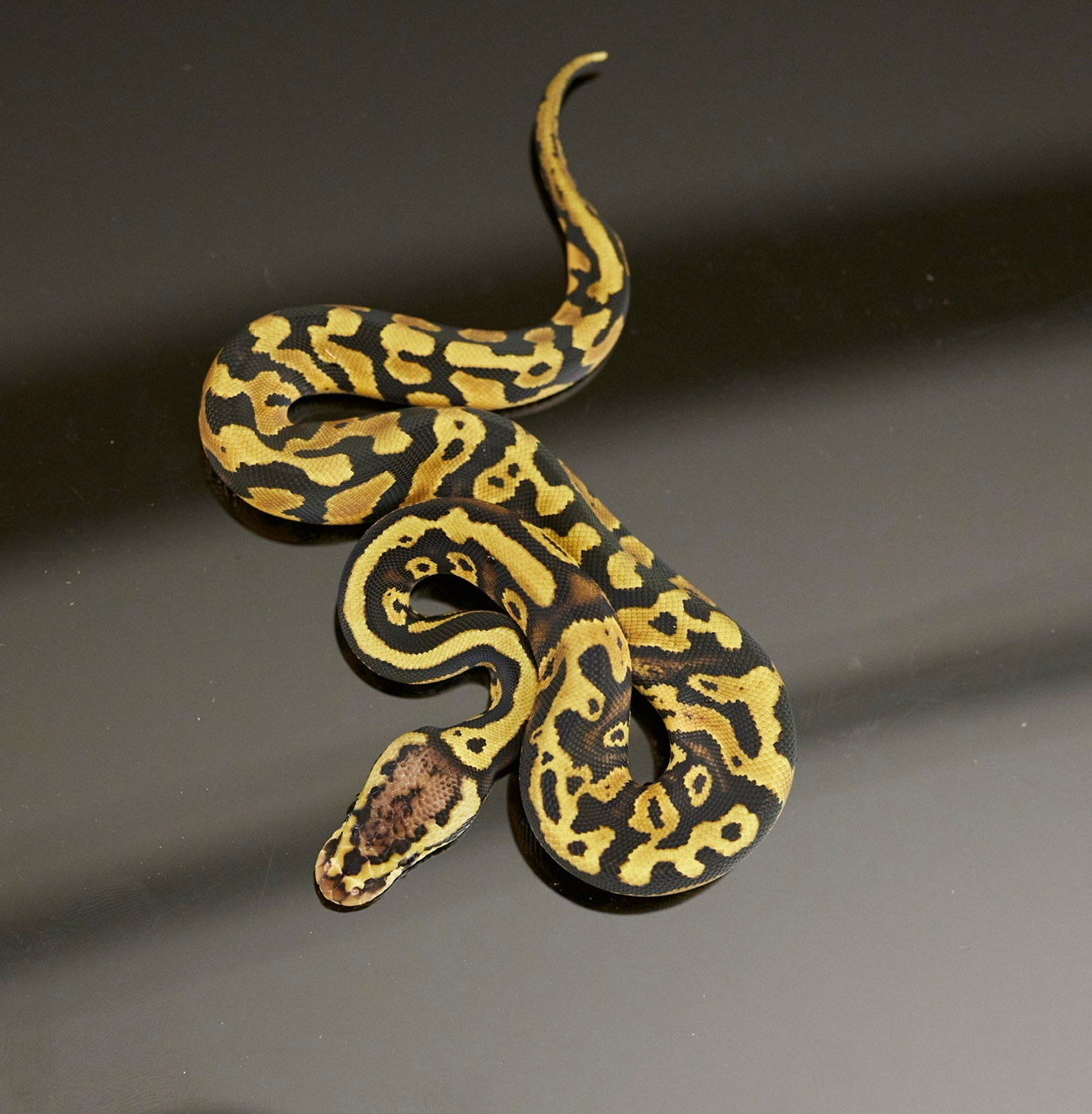 Pastel OD Acid Het Clown Ball Python by JDW Morphs - MorphMarket