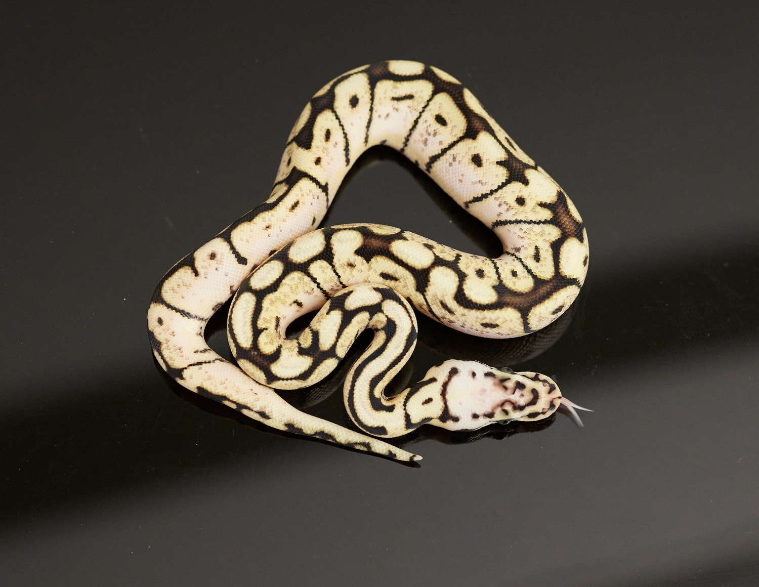 Killer Bee Dhet Clown VPI Axanthic Ball Python by JDW Morphs - MorphMarket