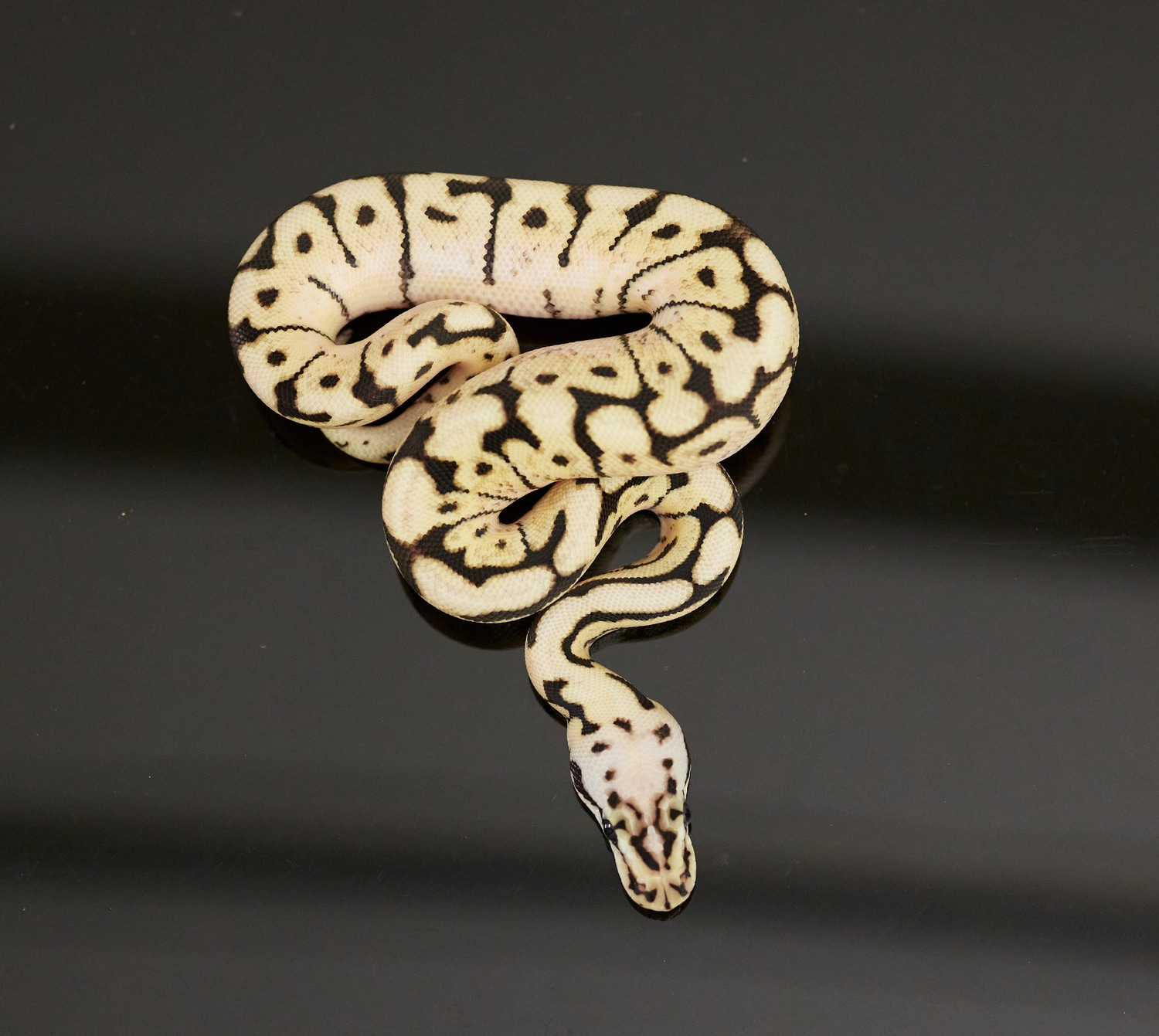 Killer Bee Dhet Clown VPI Axanthic Ball Python by JDW Morphs - MorphMarket