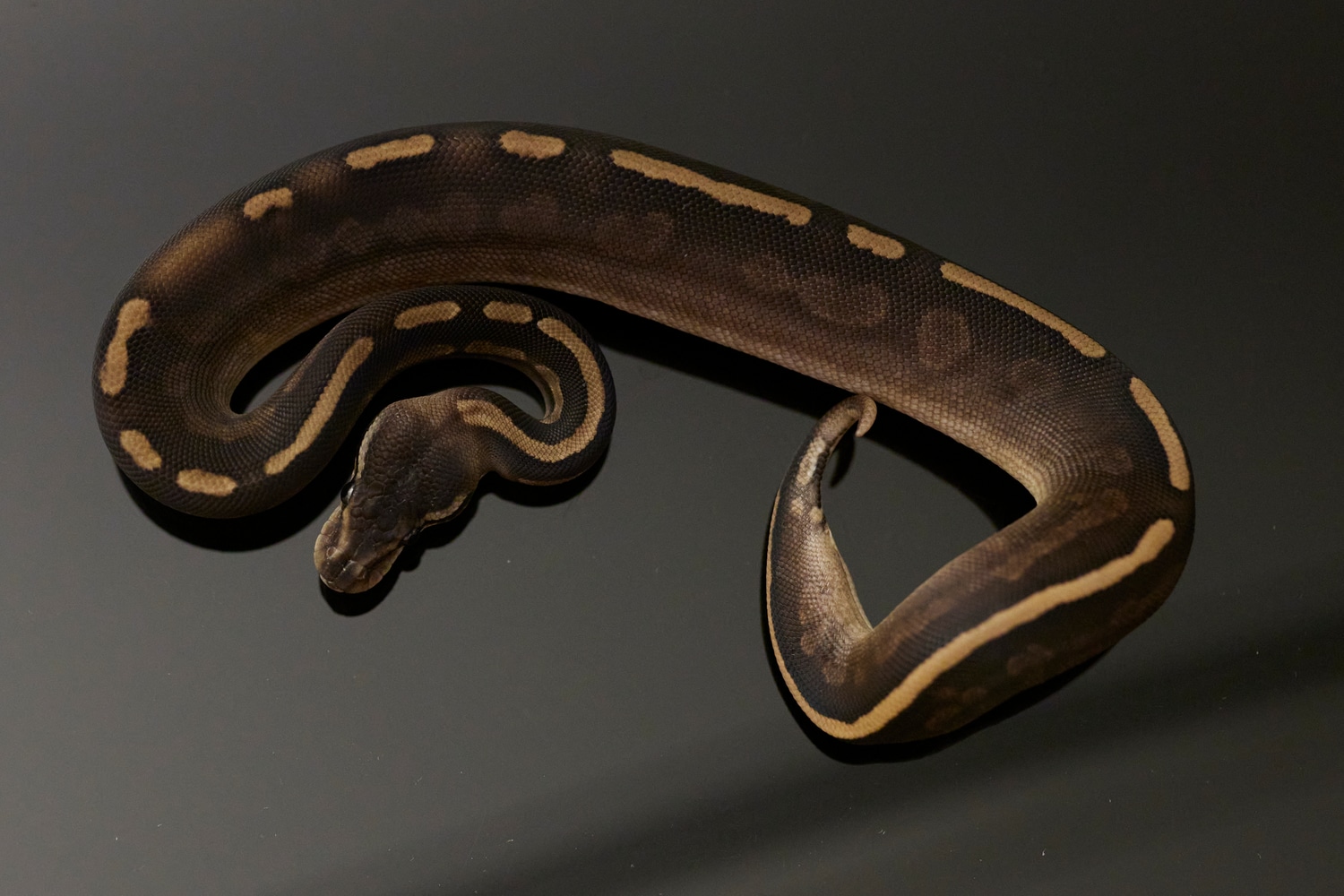 GHI HRA Cinnamon Poss Super GHI Ball Python by JDW Morphs - MorphMarket
