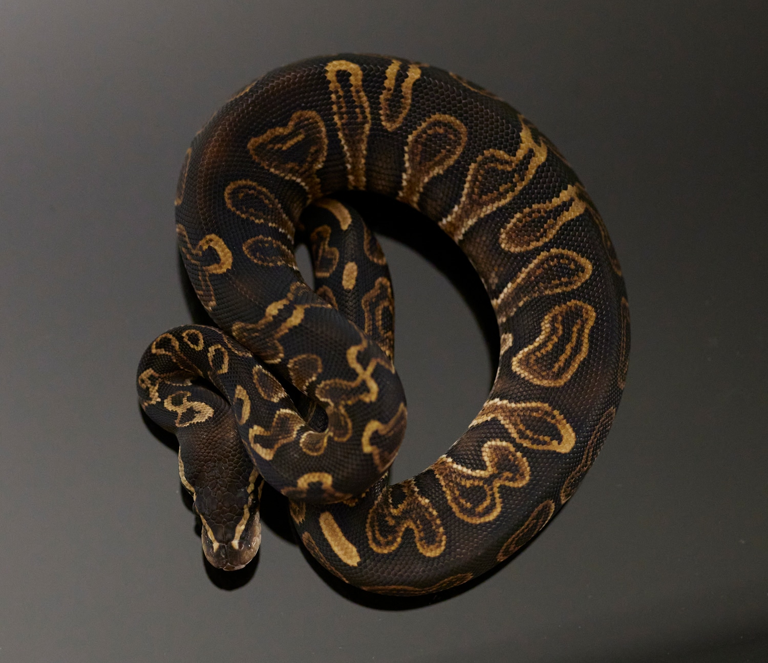 GHI Poss HRA Cinnamon Ball Python by JDW Morphs - MorphMarket