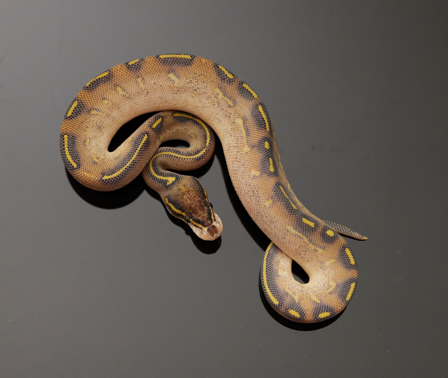 Highway Ball Python by JDW Morphs - MorphMarket