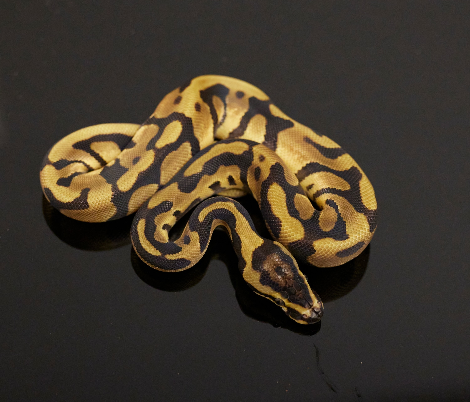 Enchi OD Acid Het Desert Ghost Ball Python by JDW Morphs - MorphMarket
