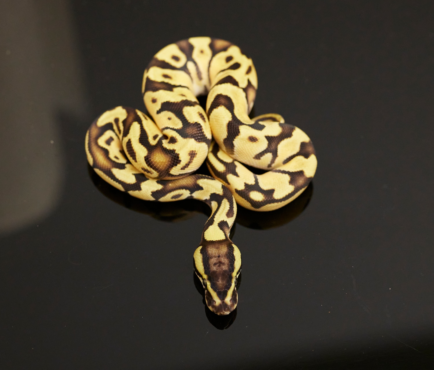 Pastel OD Enchi Het Desert Ghost Ball Python by JDW Morphs - MorphMarket
